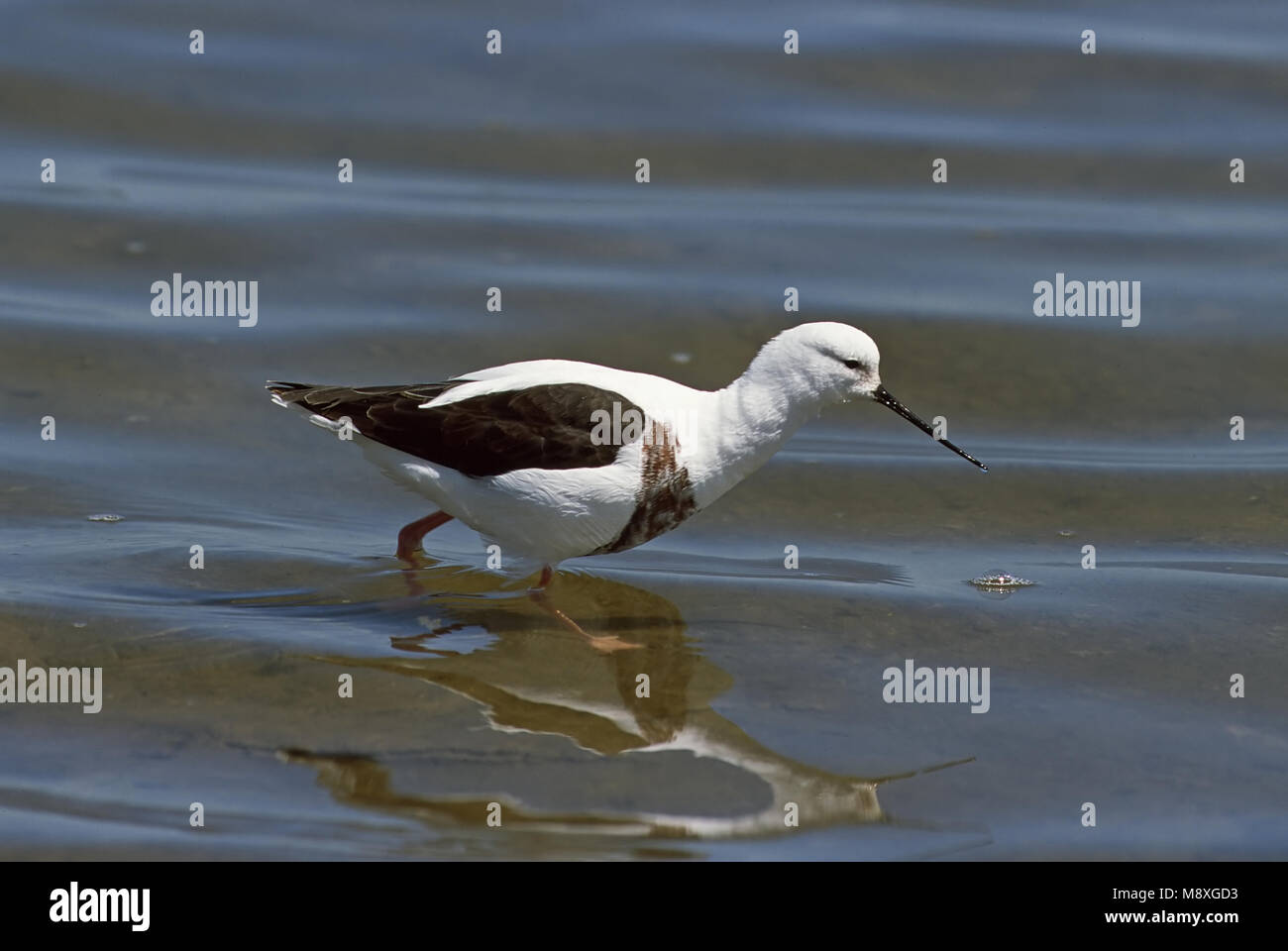 Banded stilt hi-res stock photography and images - Alamy