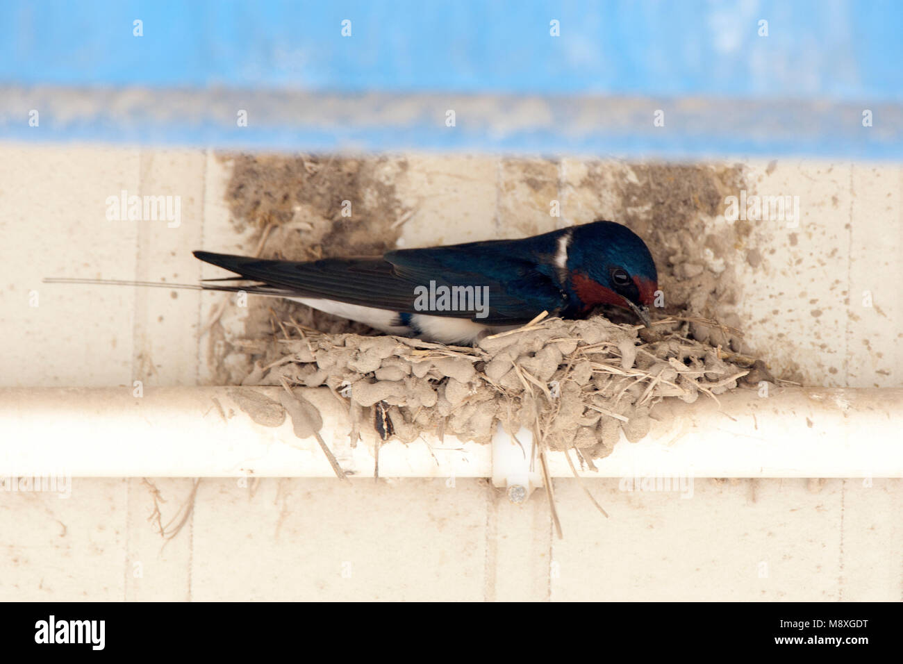 Boerenzwaluw nest bouwend; Barn Swallow building nest Stock Photo - Alamy