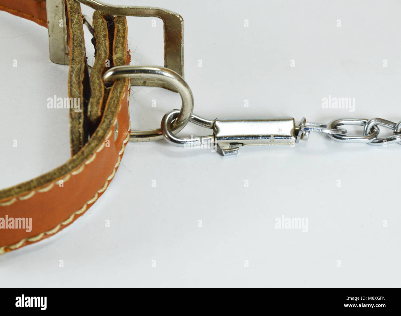 dog brown leather collar and lead chain Stock Photo - Alamy
