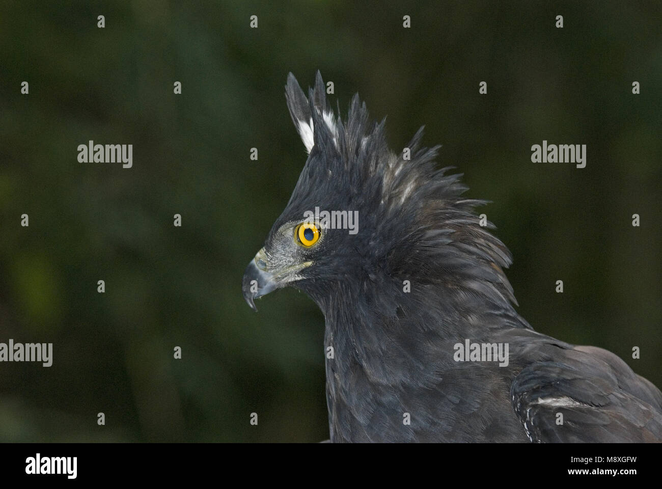 Black Hawk-Eagle close-up; Zwarte Kuifarend close-up Stock Photo - Alamy