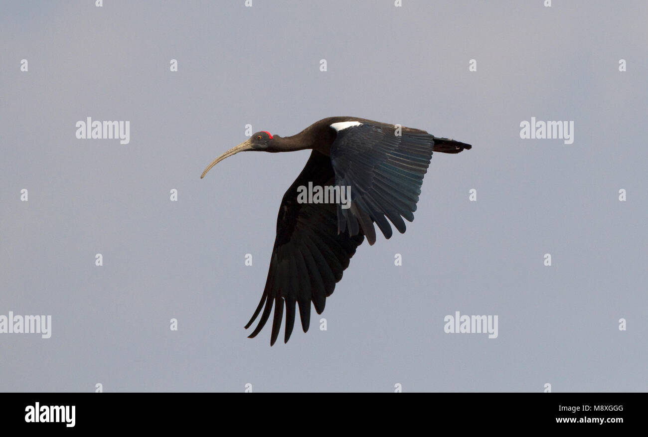 Red naped ibis pseudibis papillosa flying hi-res stock photography and ...