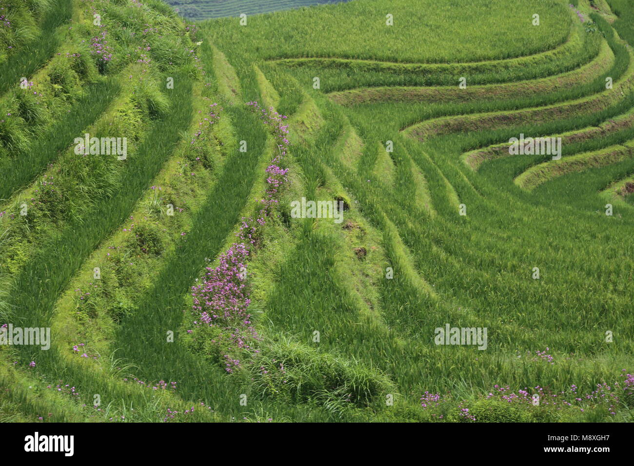 Rice Terraces in Guilin, China Stock Photo - Alamy
