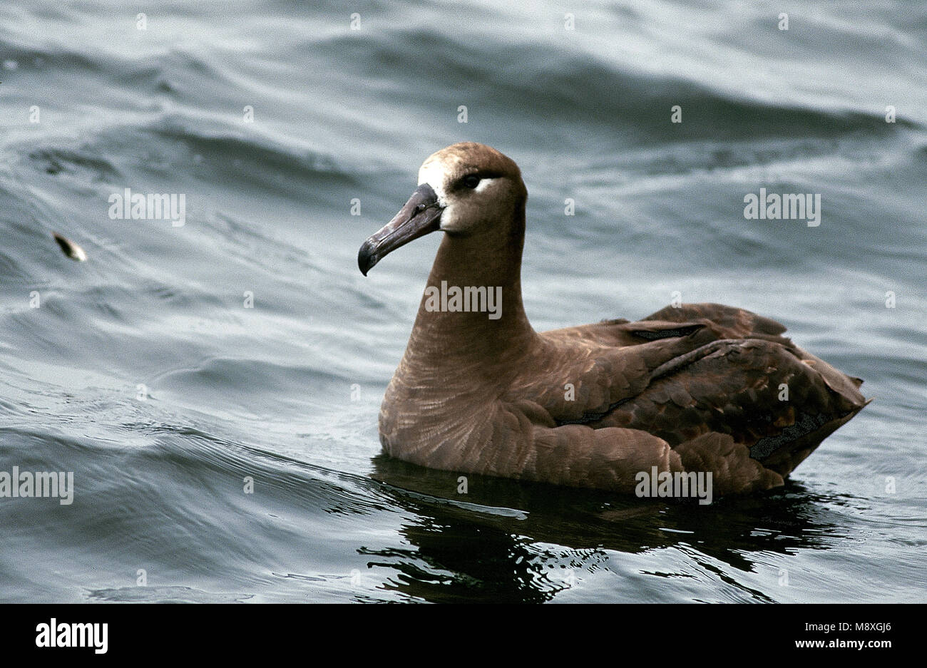 Black-footed Albatross in water; Zwartvoetalbatros in water Stock Photo ...