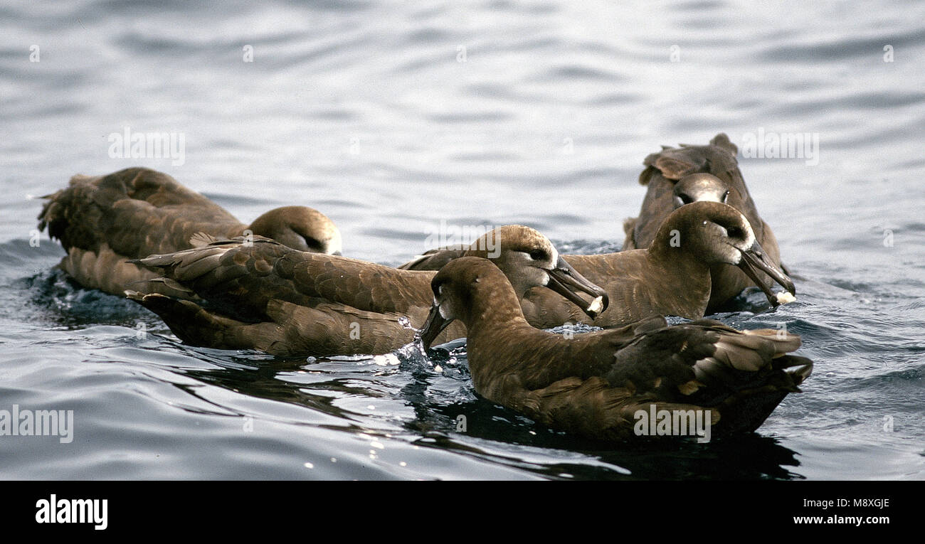 Black-footed Albatross in water; Zwartvoetalbatros in water Stock Photo ...