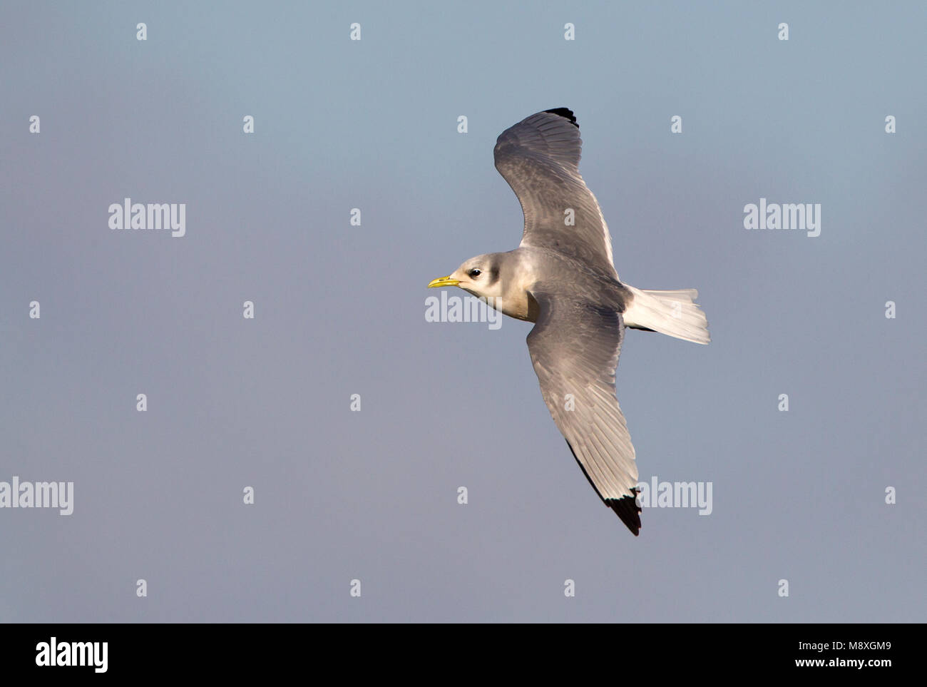 Drieteenmeeuw vliegend, Black-Legged Kittiwake flying Stock Photo - Alamy