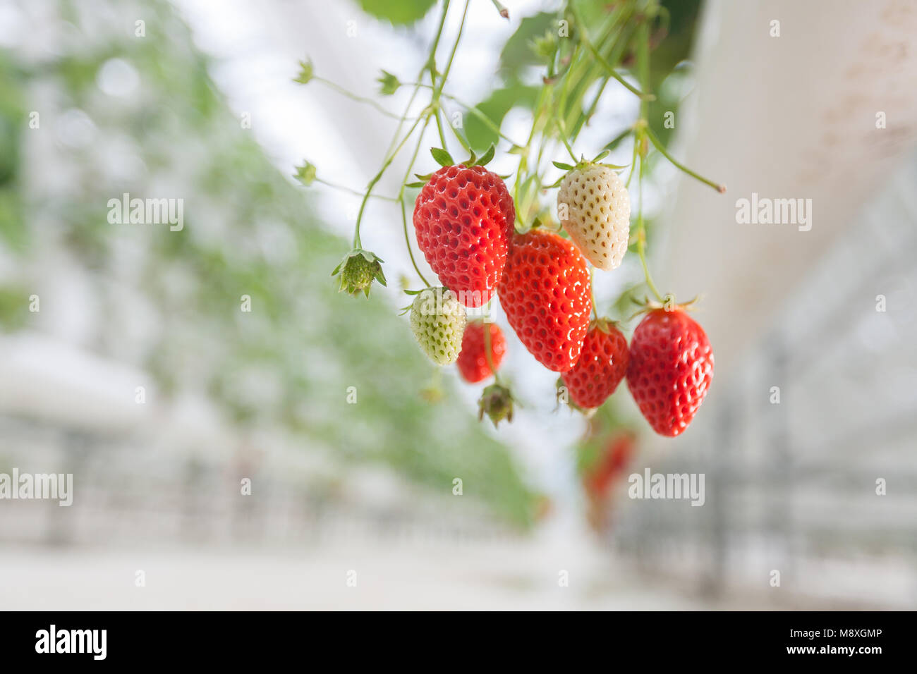 Young strawberries hanging down from the container in the green house ...