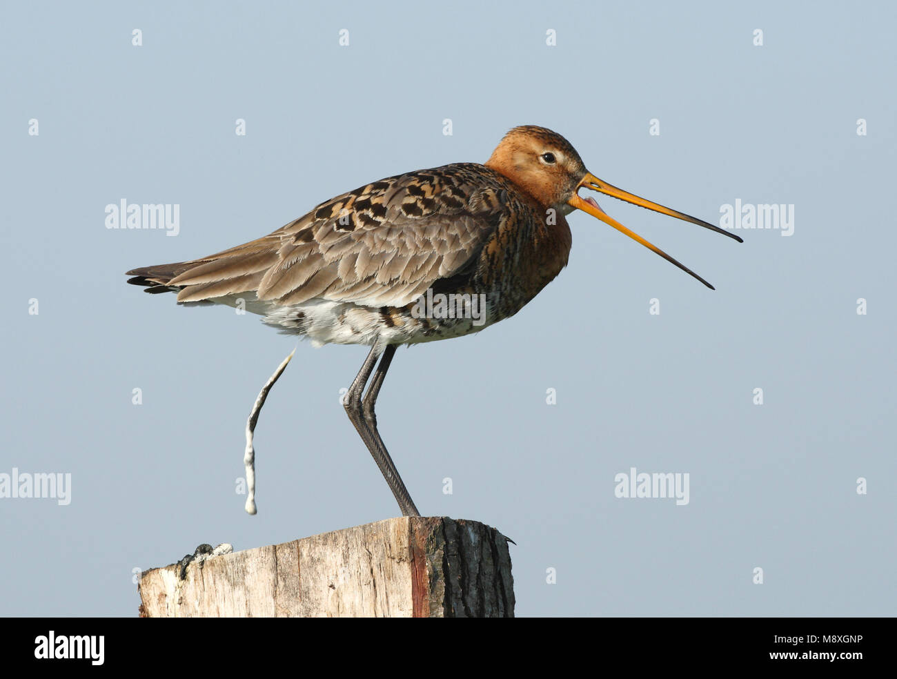 Grutto roepend en poepend; Black-tailed Godwit calling and shitting ...