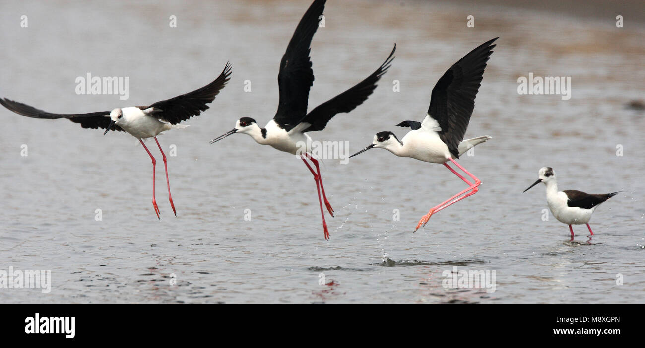 Black winged stilt fighting hi-res stock photography and images - Alamy