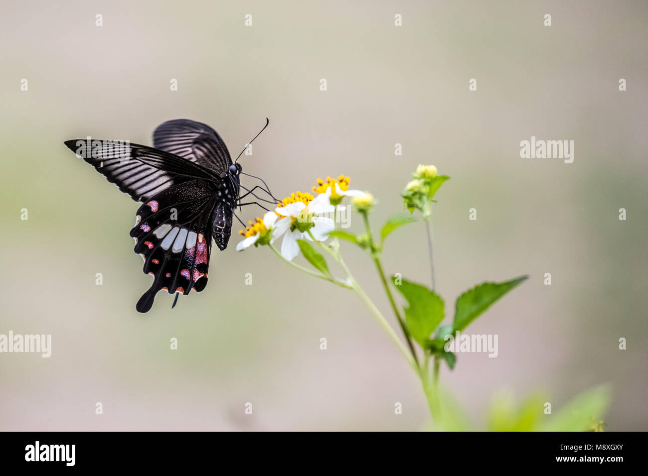 Red Helen (Papilio helenus) Butterfly Stock Photo - Alamy