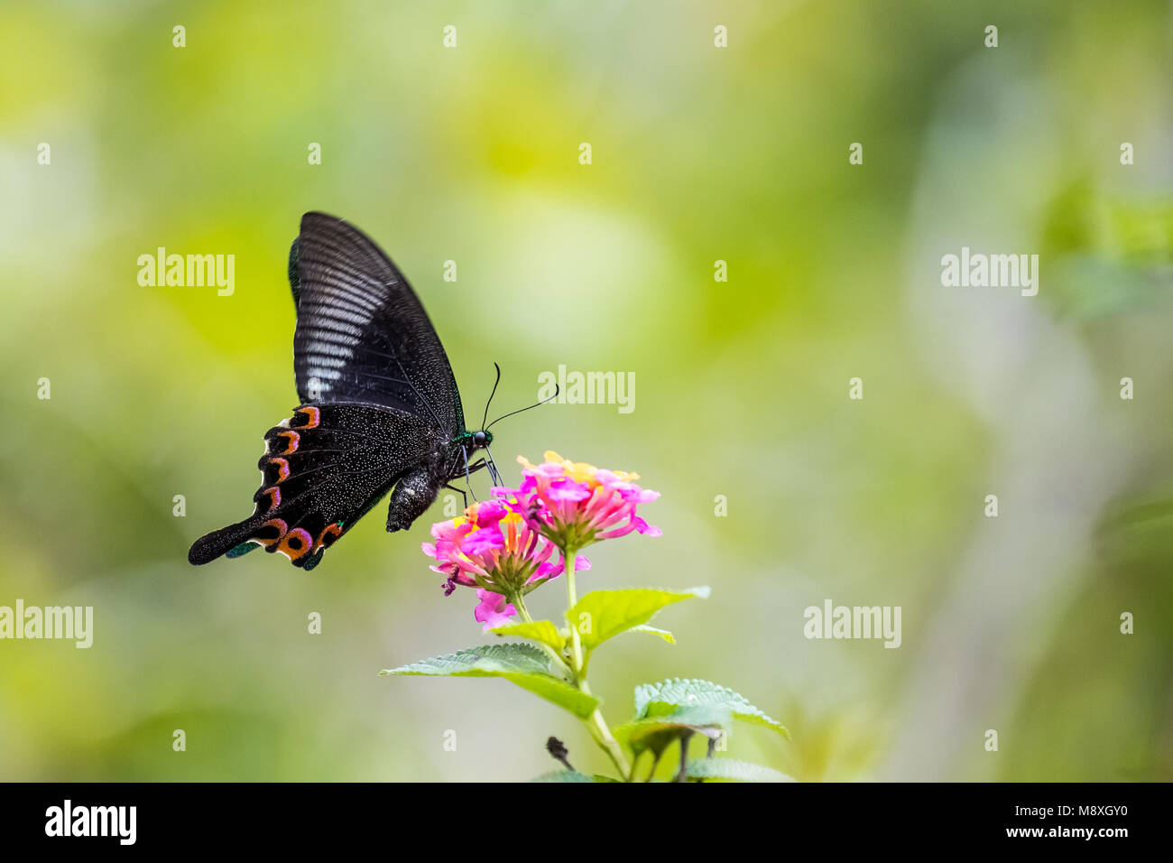 Paris peacock butterfly hi-res stock photography and images - Alamy