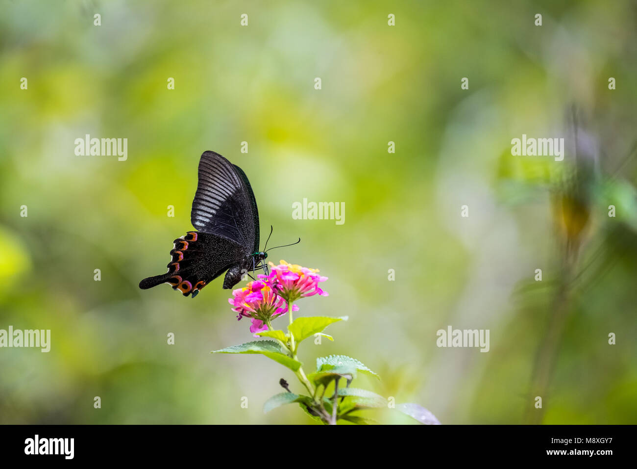 Paris peacock butterfly hi-res stock photography and images - Alamy