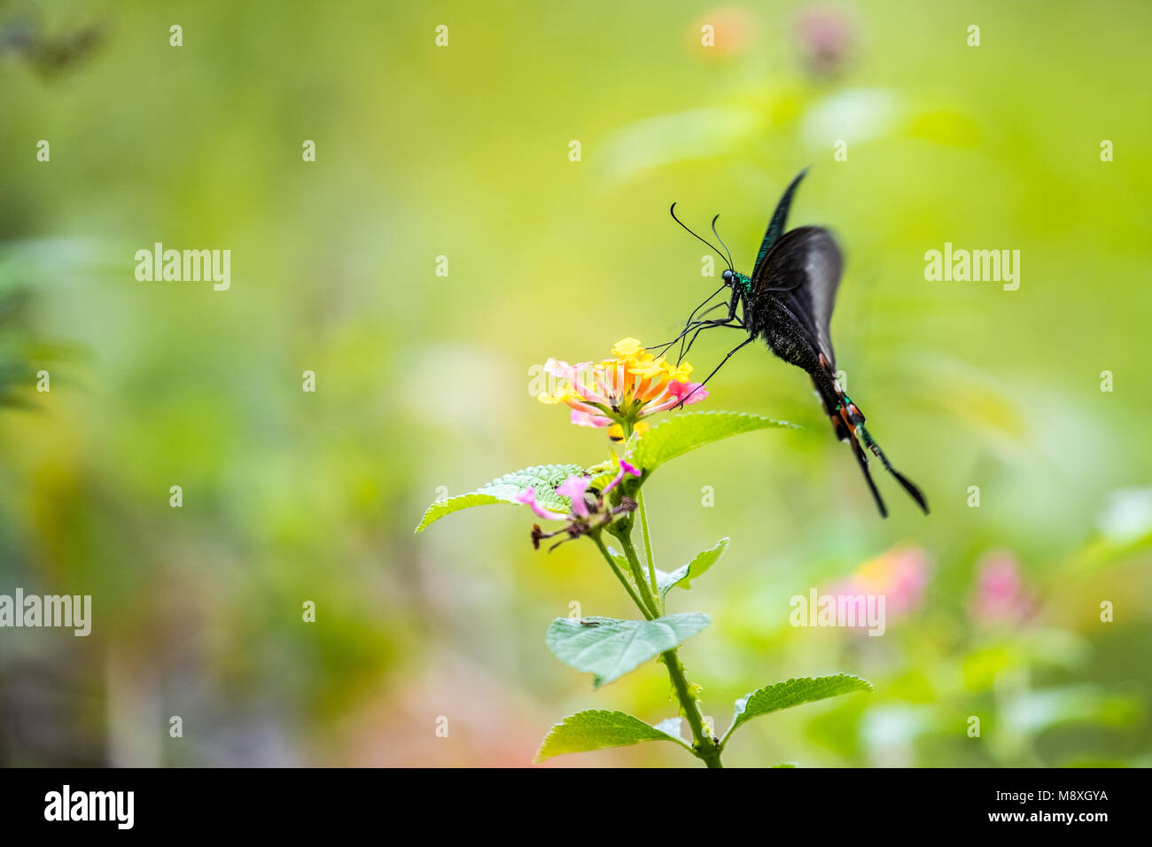 Paris Peacock (Papilio paris) Butterfly Stock Photo - Alamy