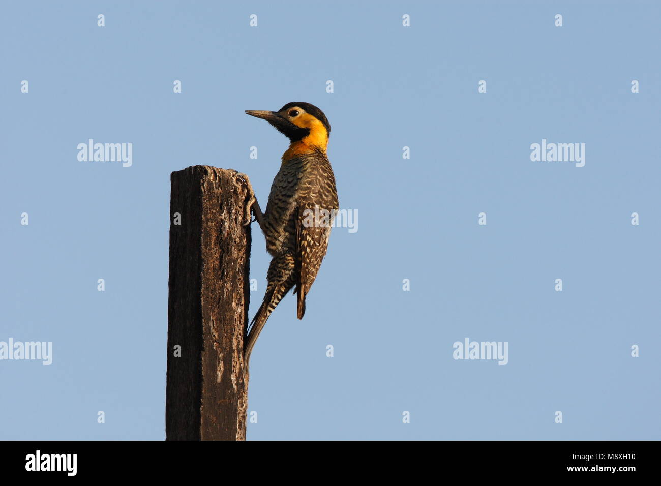 Campogrondspecht zittend tegen paal; Campo Flicker perched against pole ...
