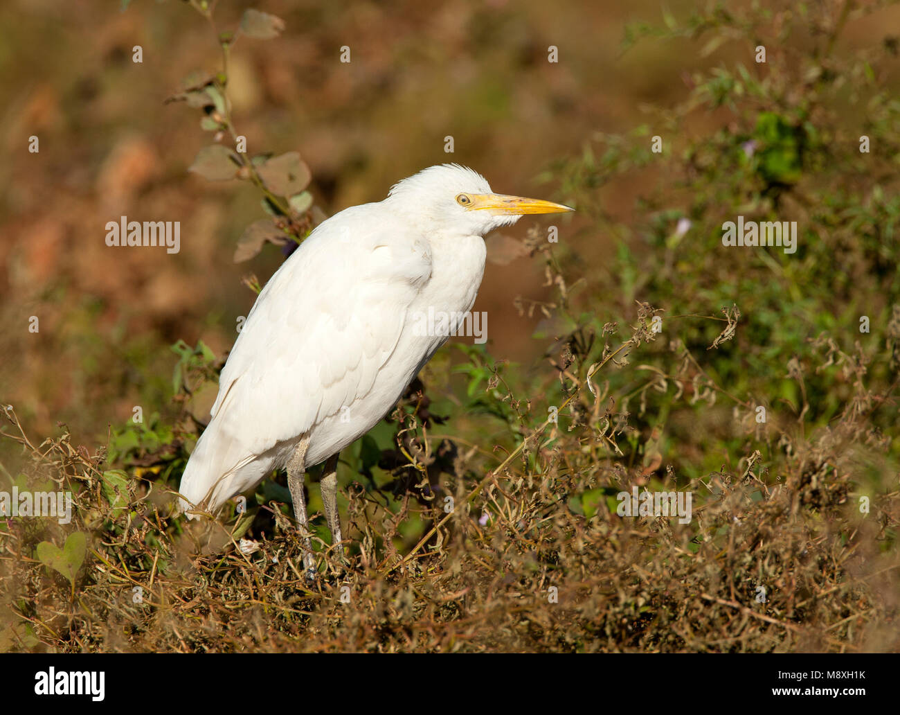 Koereiger, Cattle Egret Stock Photo - Alamy