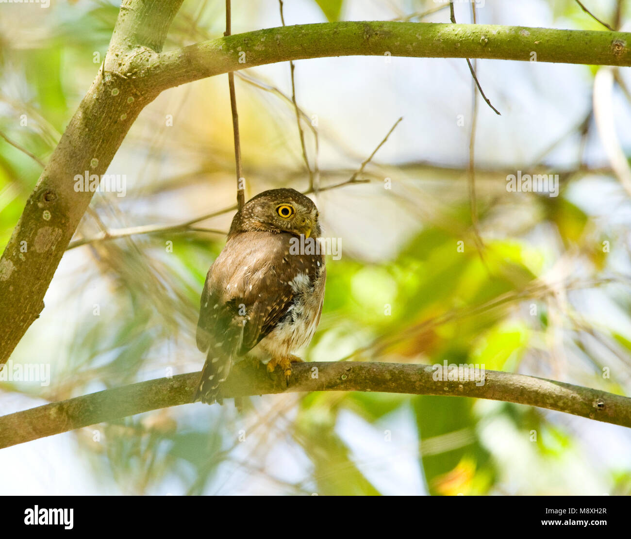 De owl hi-res stock photography and images - Alamy
