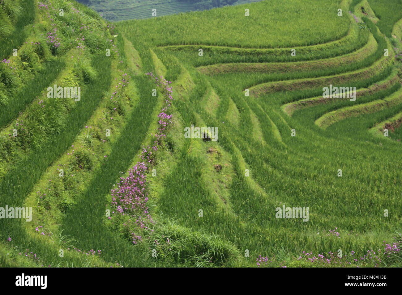 Chinese Rice Terraces Stock Photo - Alamy