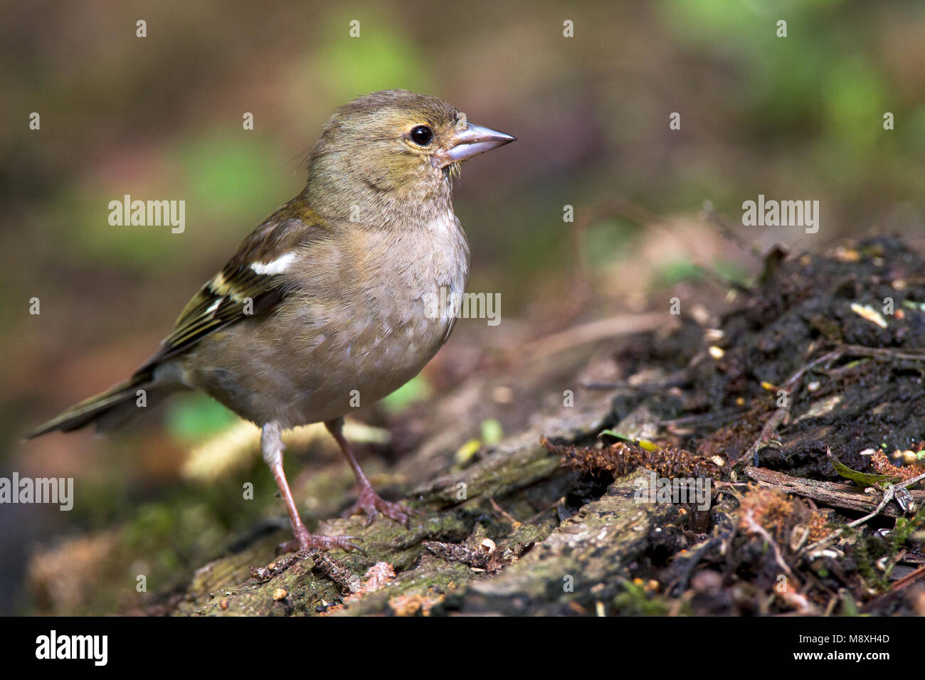 Vrouwtje Vink, Female Common Chaffinch Stock Photo - Alamy
