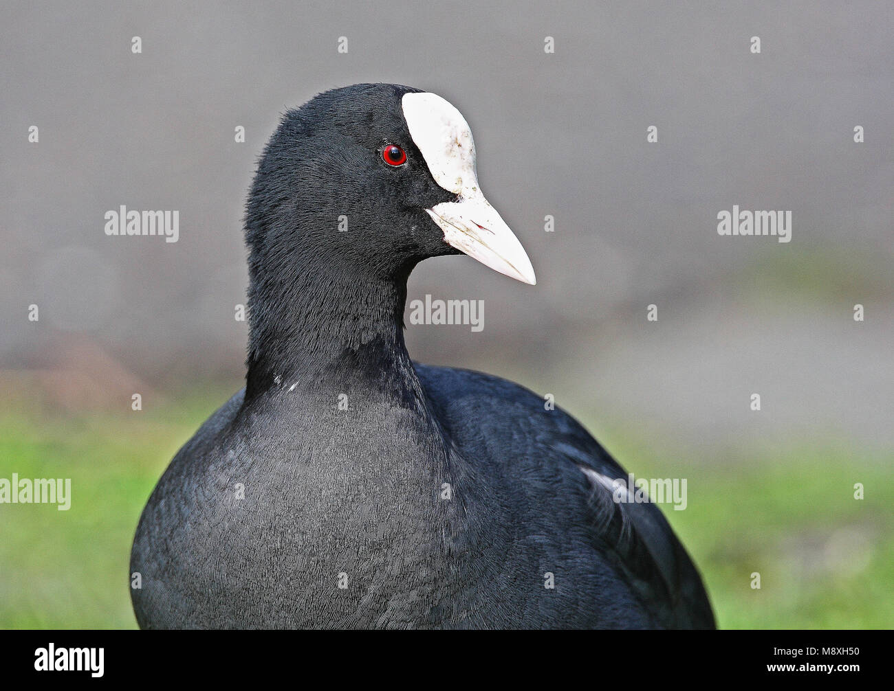 Kop hi-res stock photography and images - Alamy