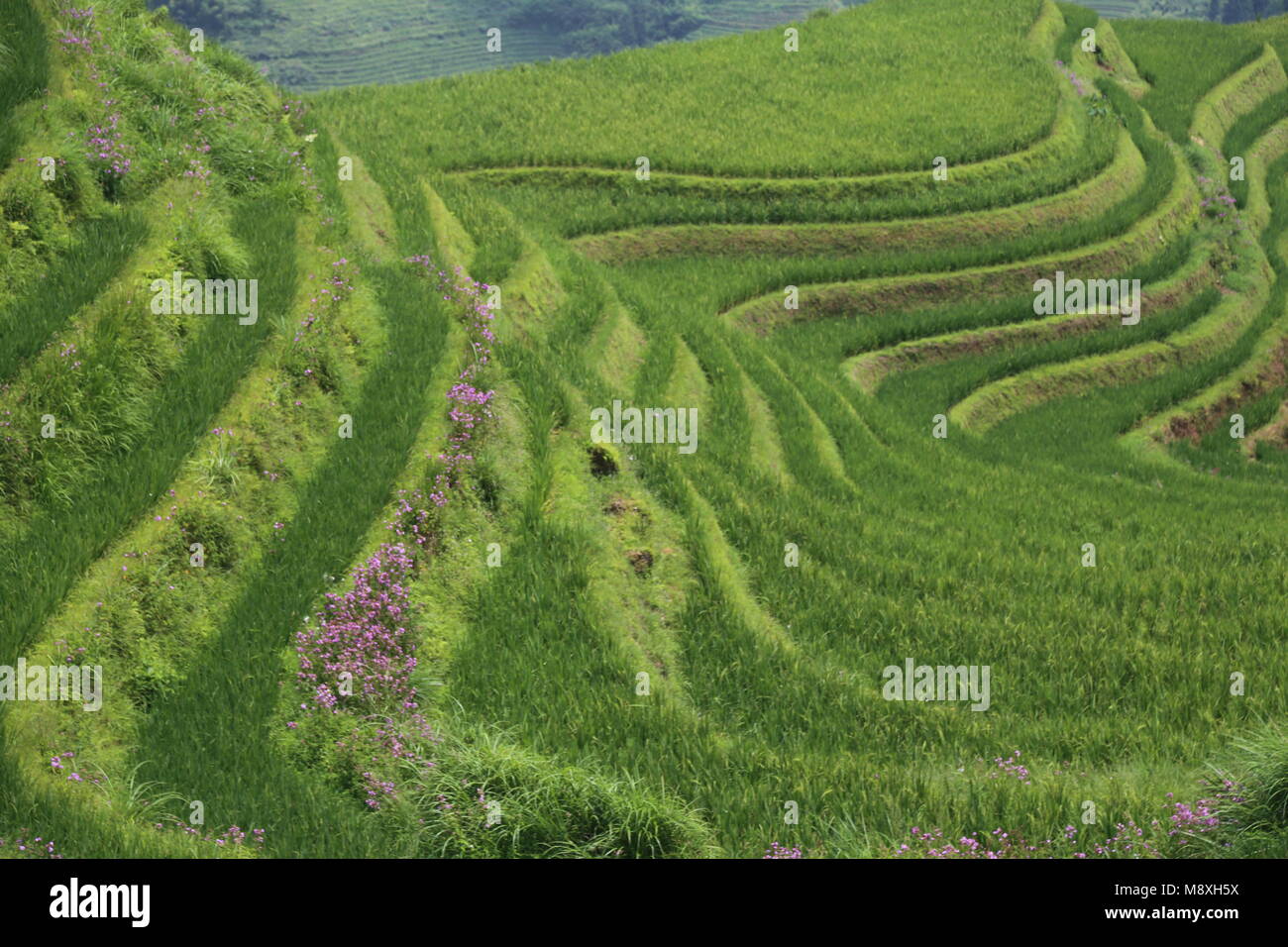 Chinese rice terraces hi-res stock photography and images - Alamy