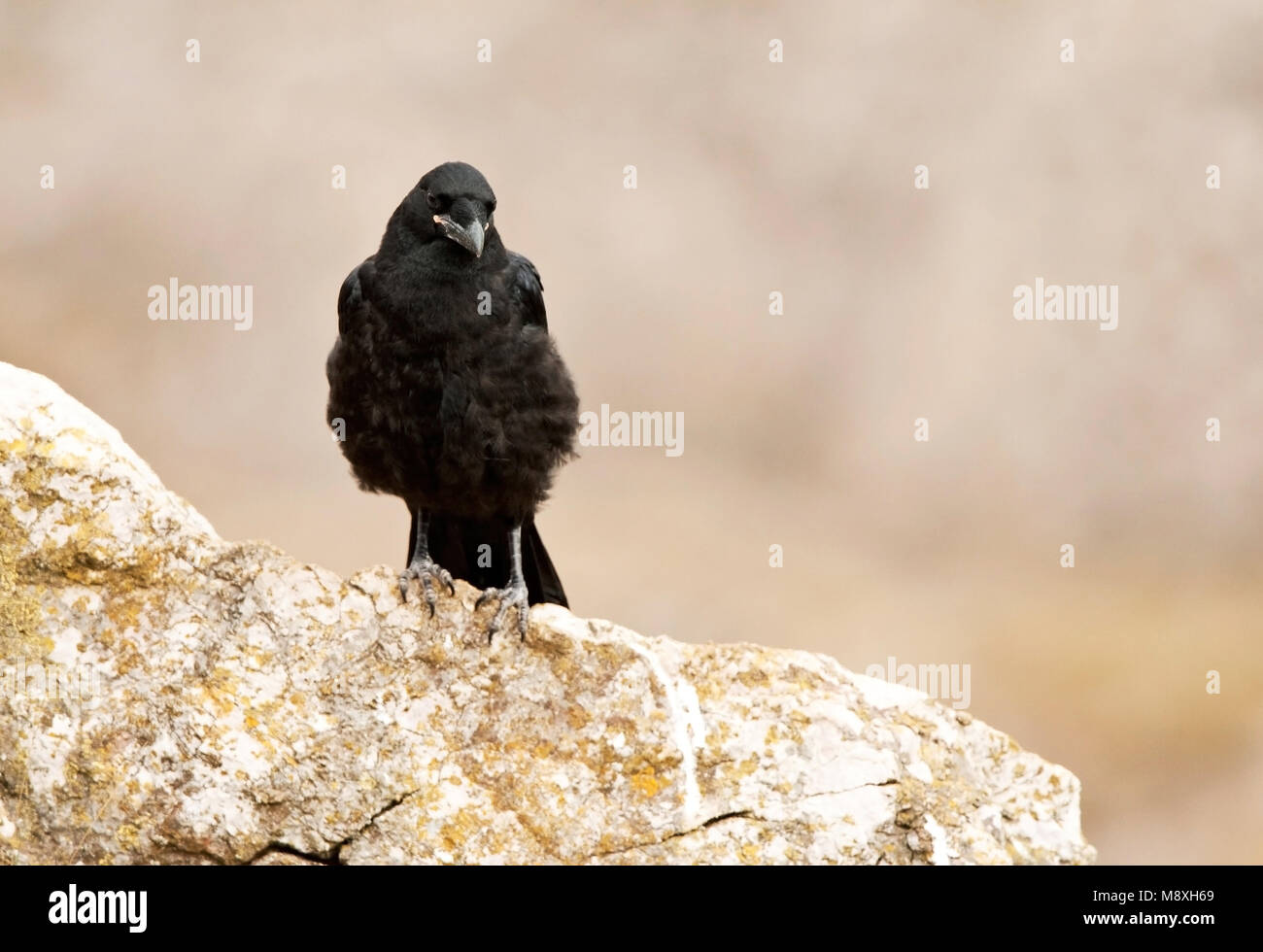 Juvenile raven hi-res stock photography and images - Alamy