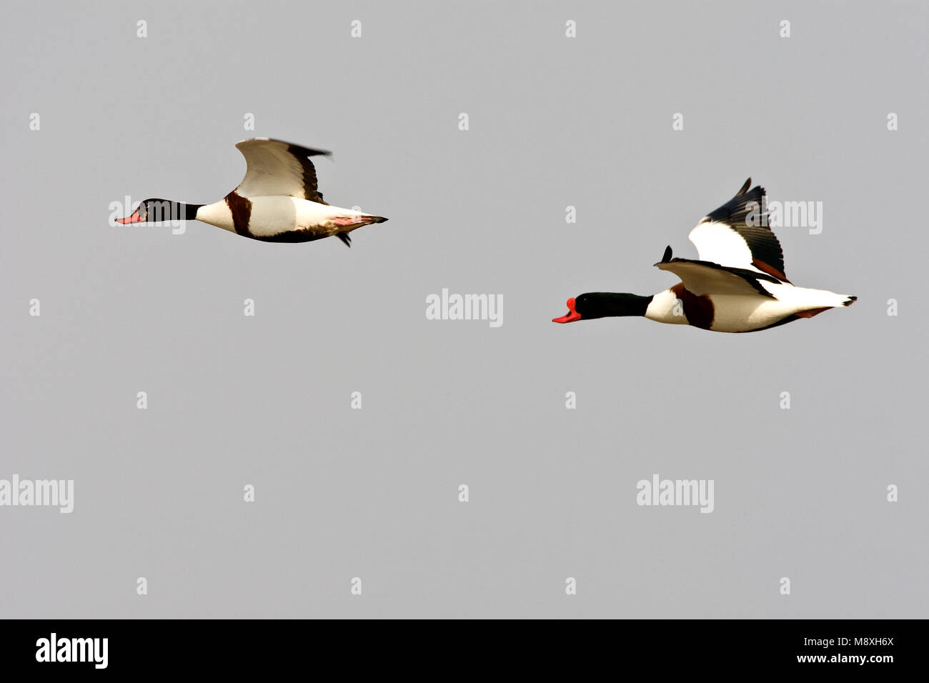 Flying shelducks hi-res stock photography and images - Alamy