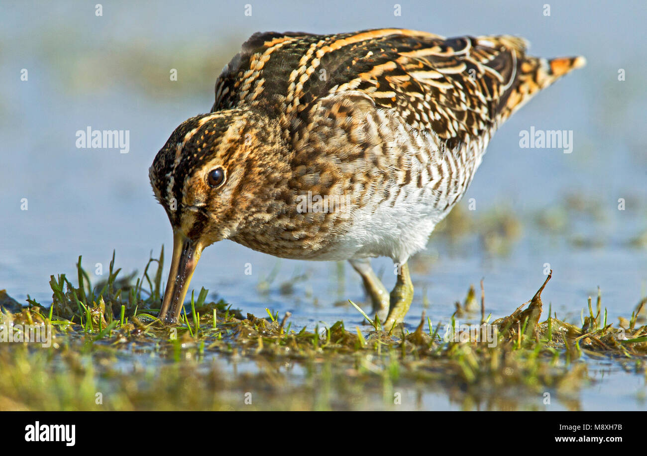Watersnip foeragerend, Common Snipe foraging Stock Photo - Alamy
