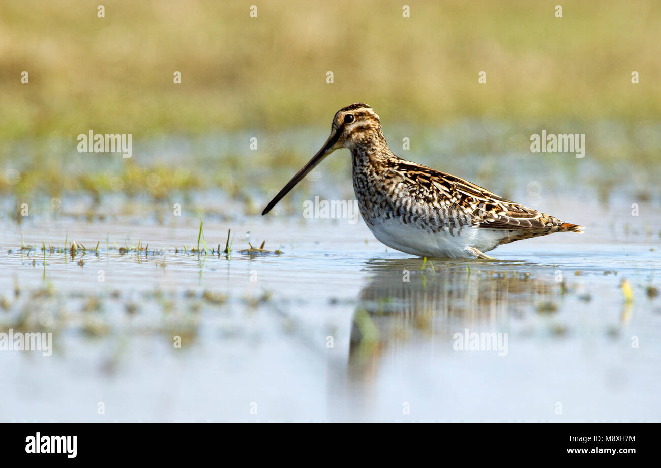 Watersnip, Common Snipe Stock Photo - Alamy
