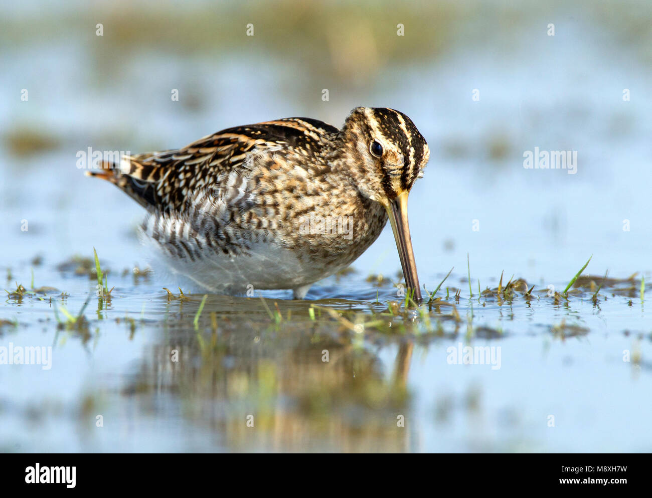 Watersnip foeragerend, Common Snipe foraging Stock Photo - Alamy