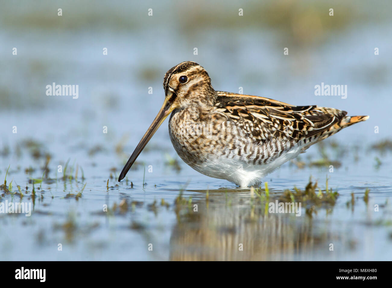 Watersnip foeragerend, Common Snipe foraging Stock Photo - Alamy