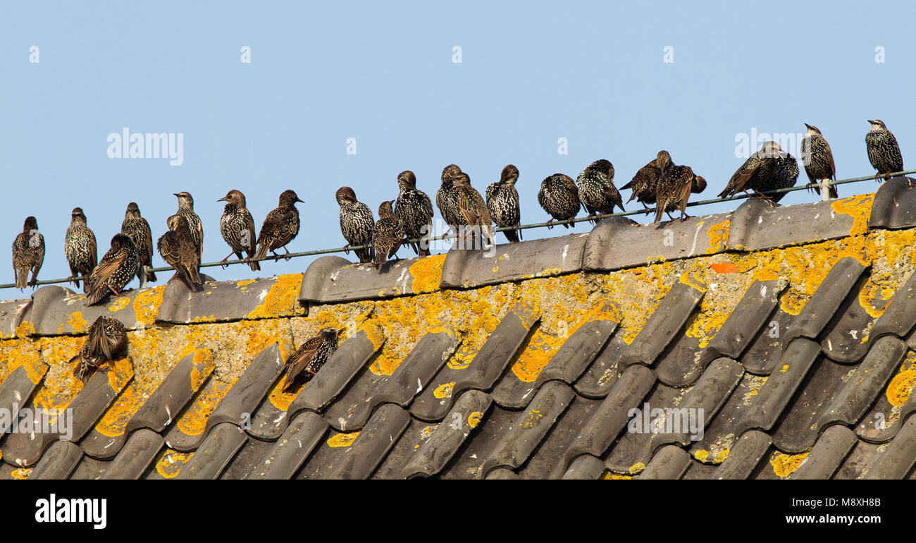 Starlings group hi-res stock photography and images - Alamy