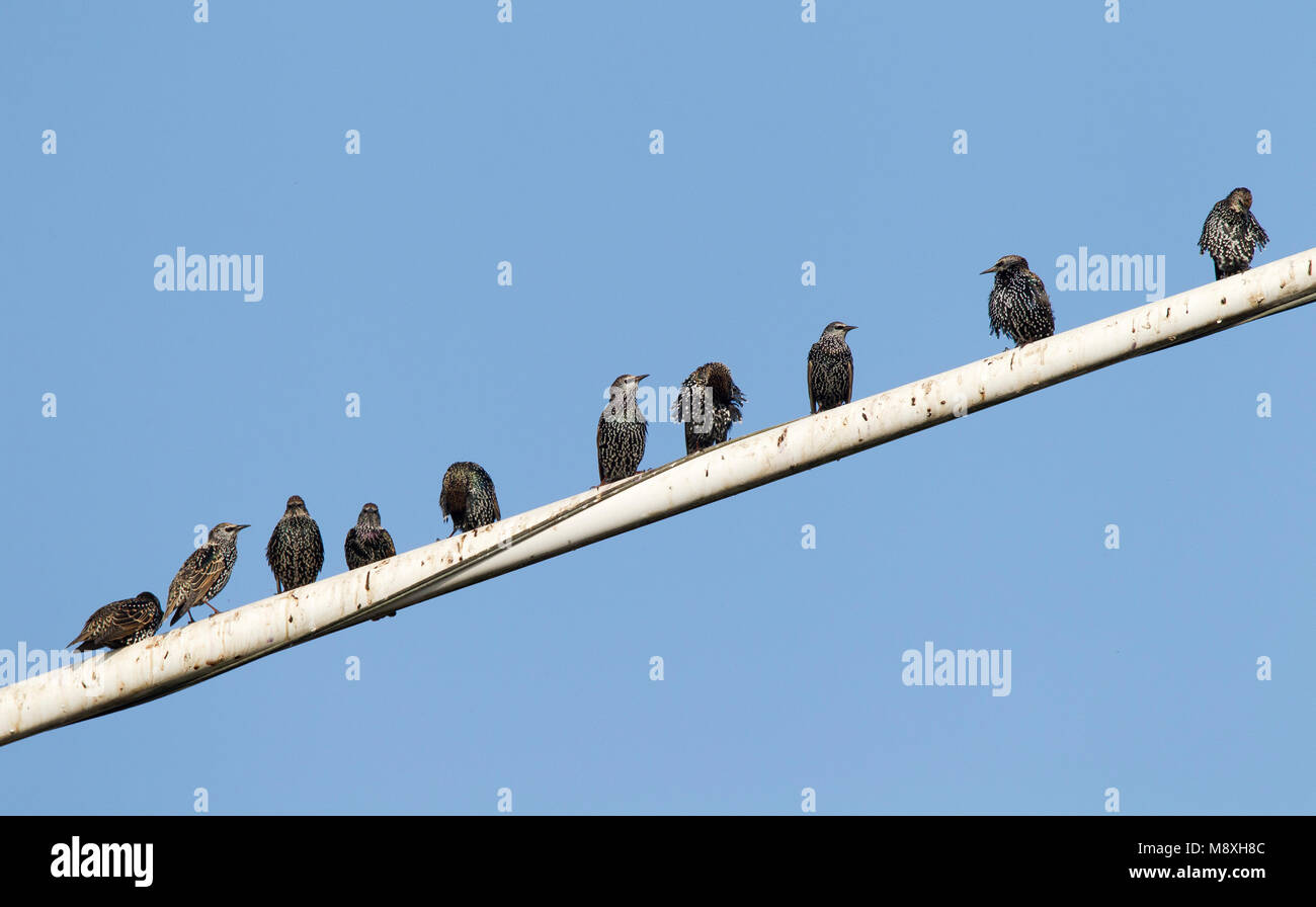 Starlings group hi-res stock photography and images - Alamy