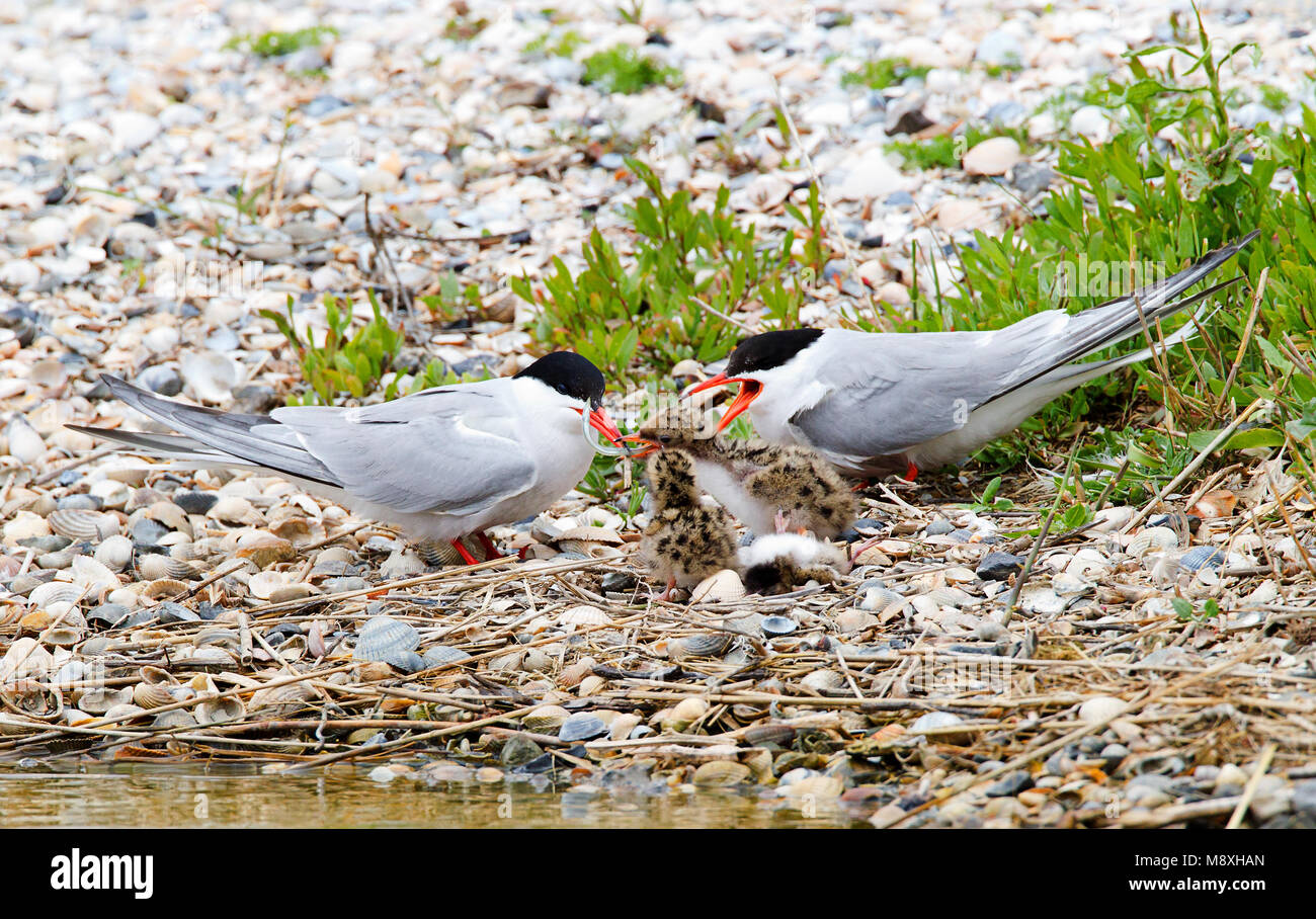 Common terns feeding young hi-res stock photography and images - Alamy