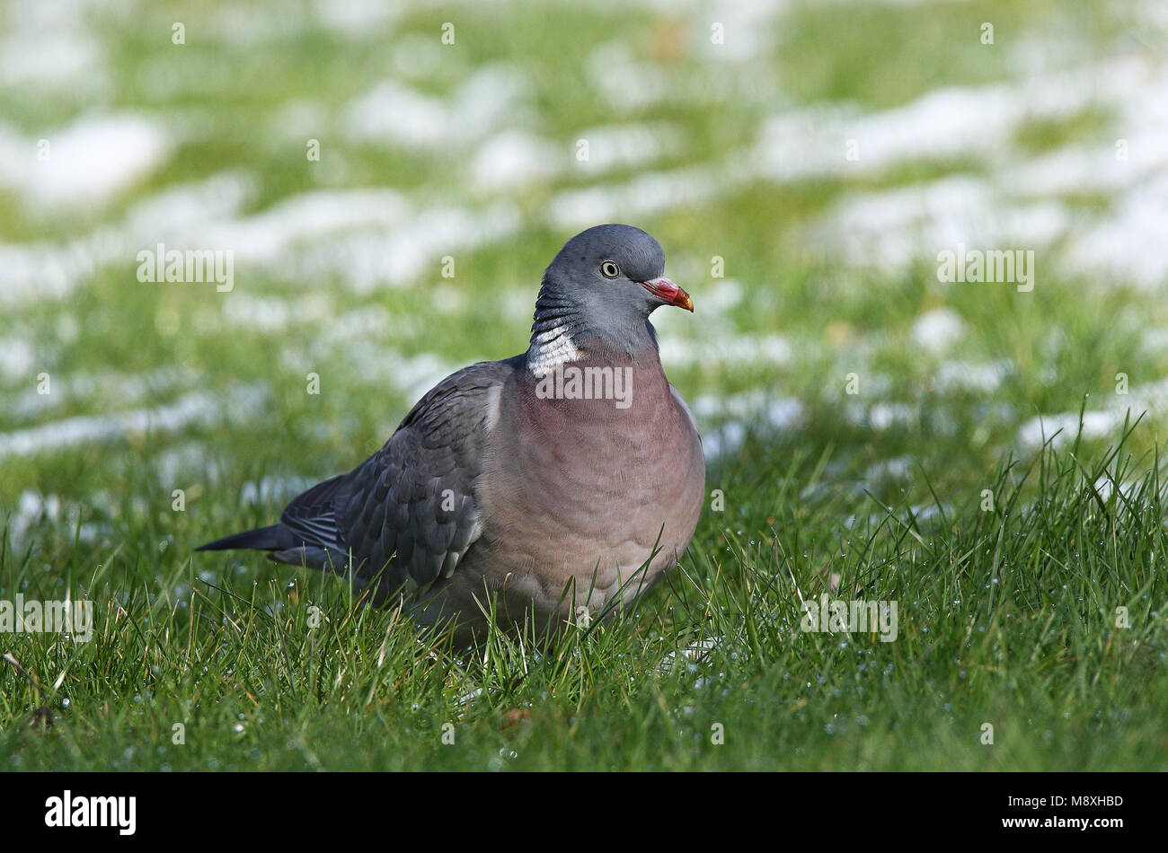 Snow pigeon hi-res stock photography and images - Alamy
