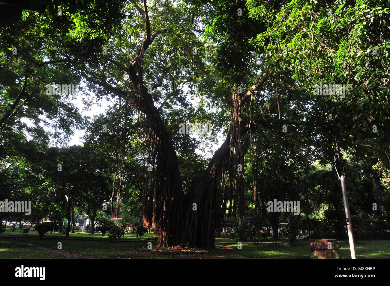 ramna park in Dhaka Stock Photo - Alamy