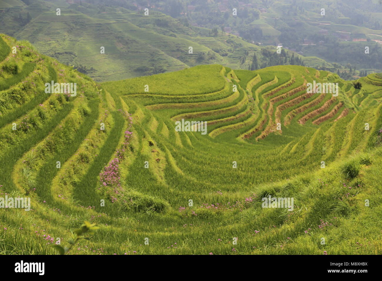Chinese rice terraces hi-res stock photography and images - Alamy