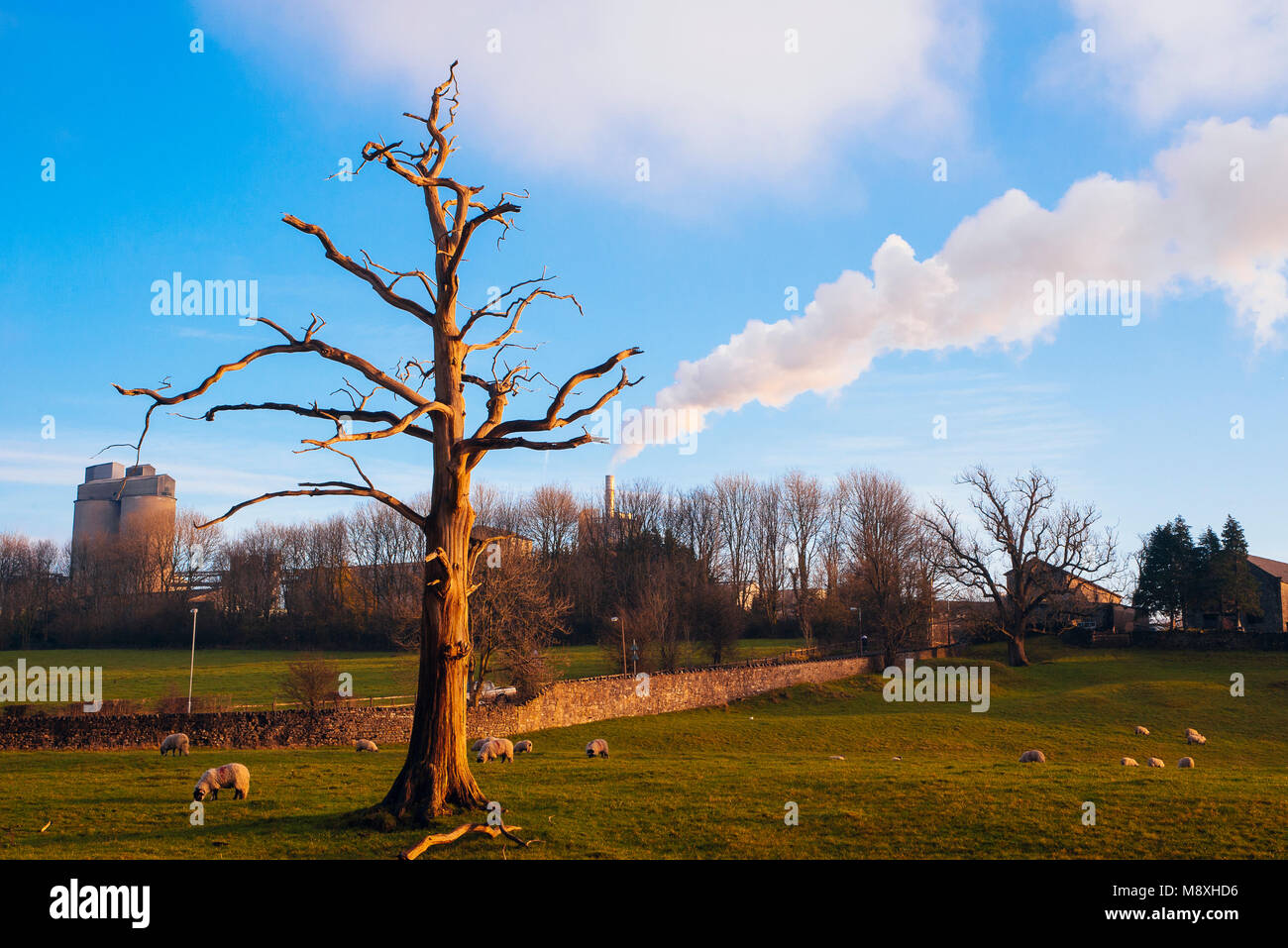 Dead tree and cement works at Clitheroe in the Ribble Valley Lancashire ...