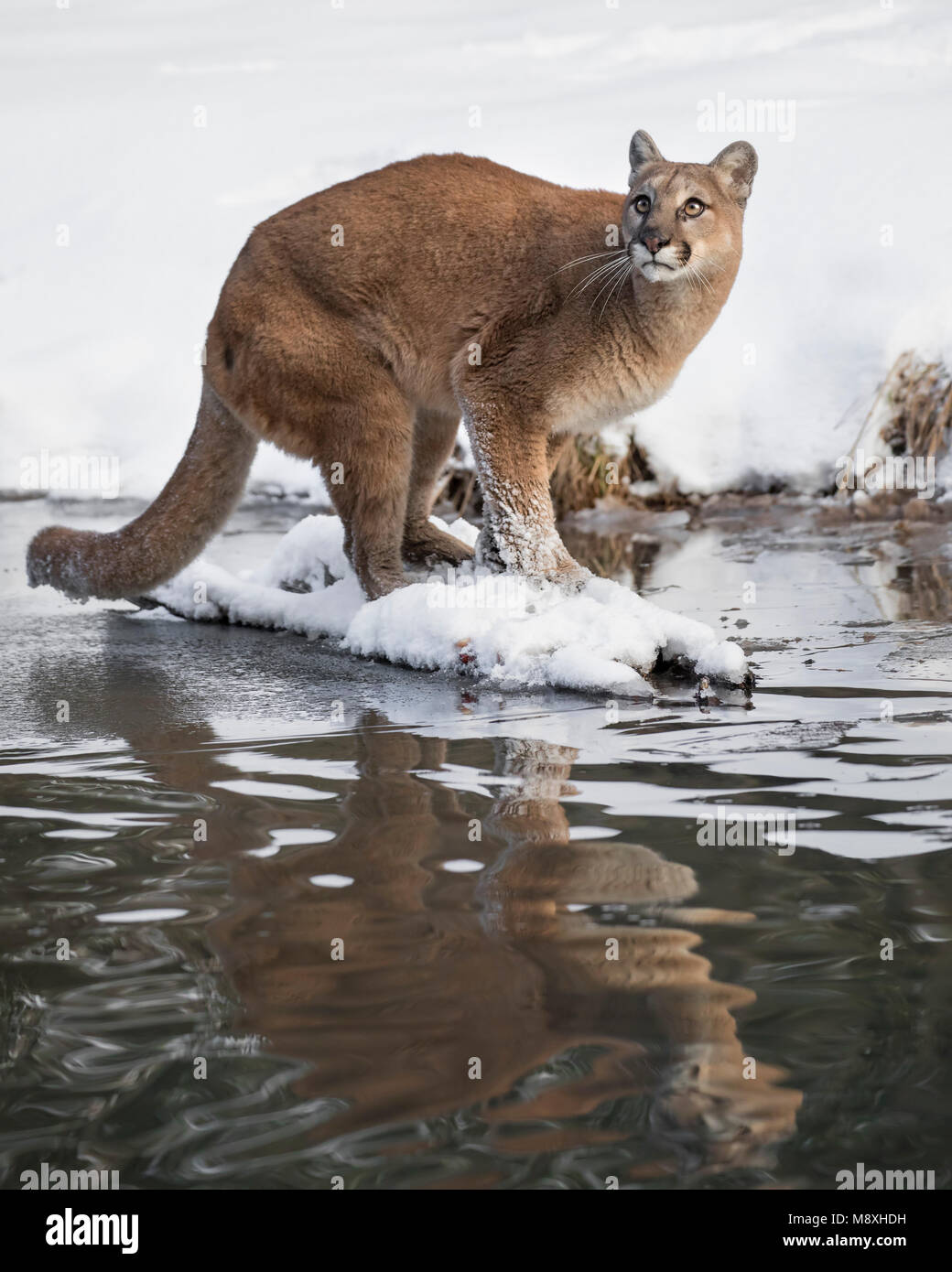 Brave lion cubs hi-res stock photography and images - Alamy