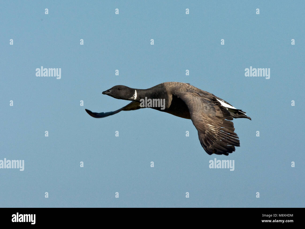 Rotgans vliegend; Dark-bellied Brent Goose flying Stock Photo - Alamy