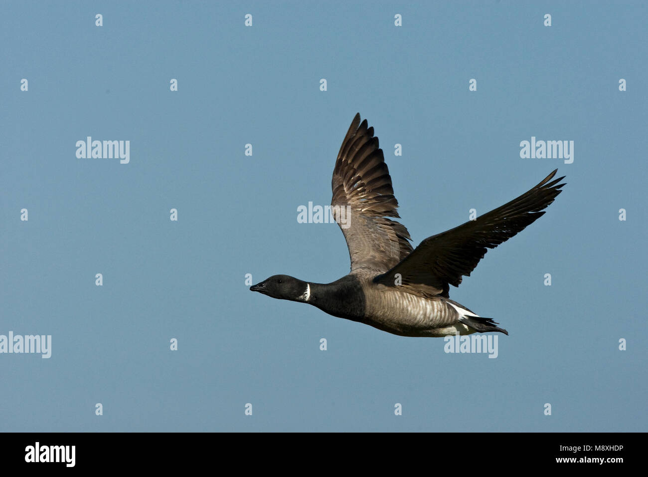 Rotgans vliegend; Dark-bellied Brent Goose flying Stock Photo - Alamy