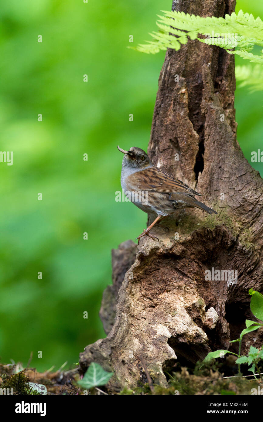 Heggemus hi-res stock photography and images - Alamy