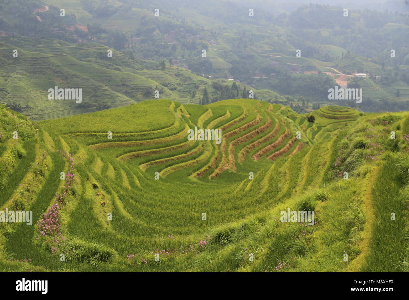 Chinese Rice Terraces Stock Photo - Alamy