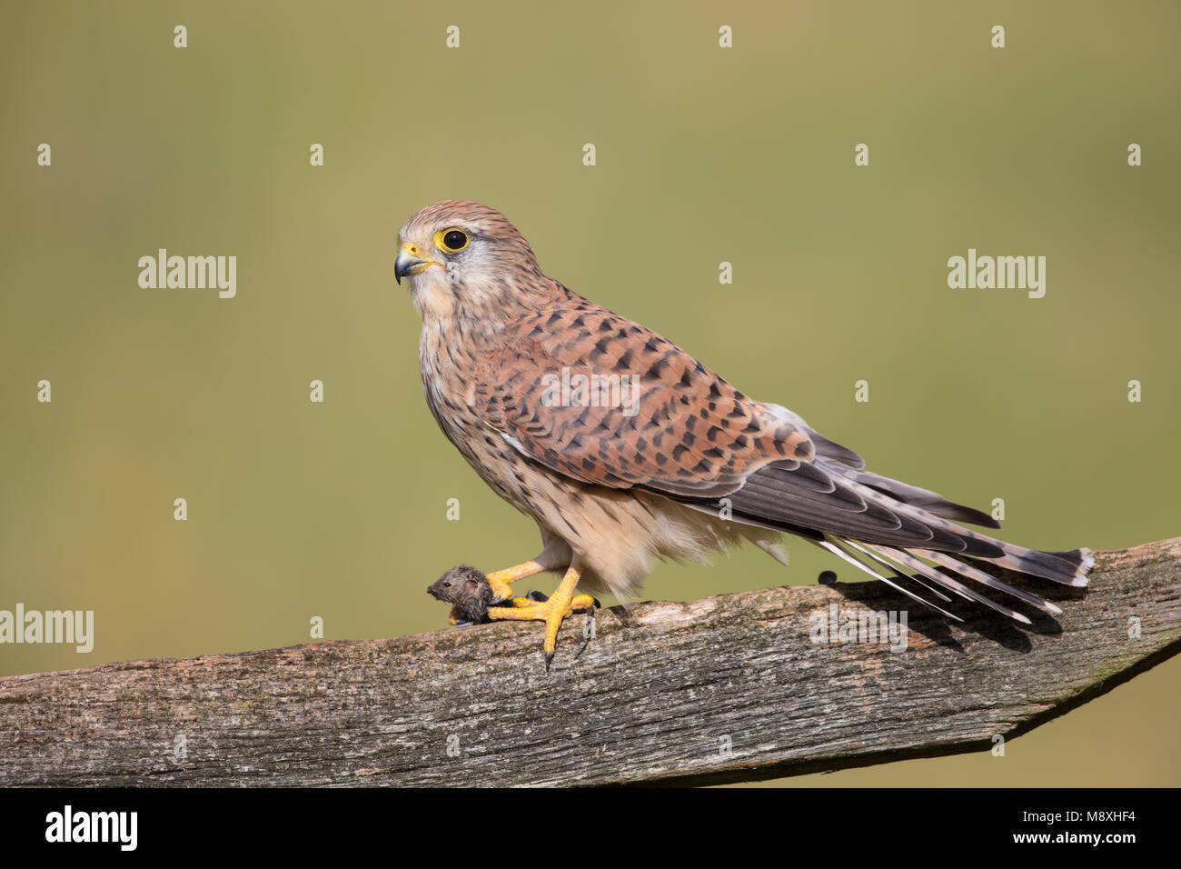 Female kestrel with a mouse in her talons and catch lights in their ...