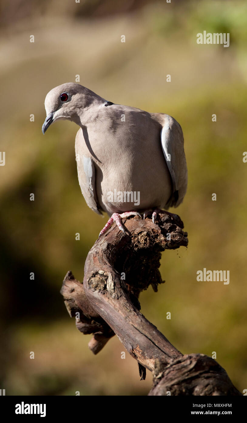 Turkse tortel hi-res stock photography and images - Alamy