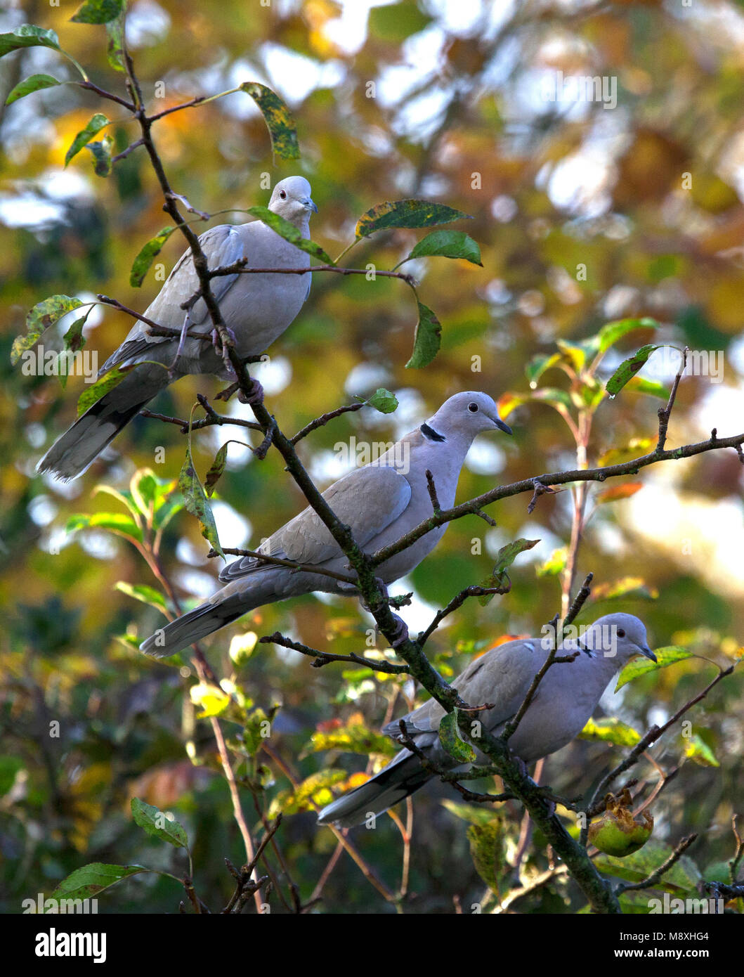 Turkse tortel hi-res stock photography and images - Alamy
