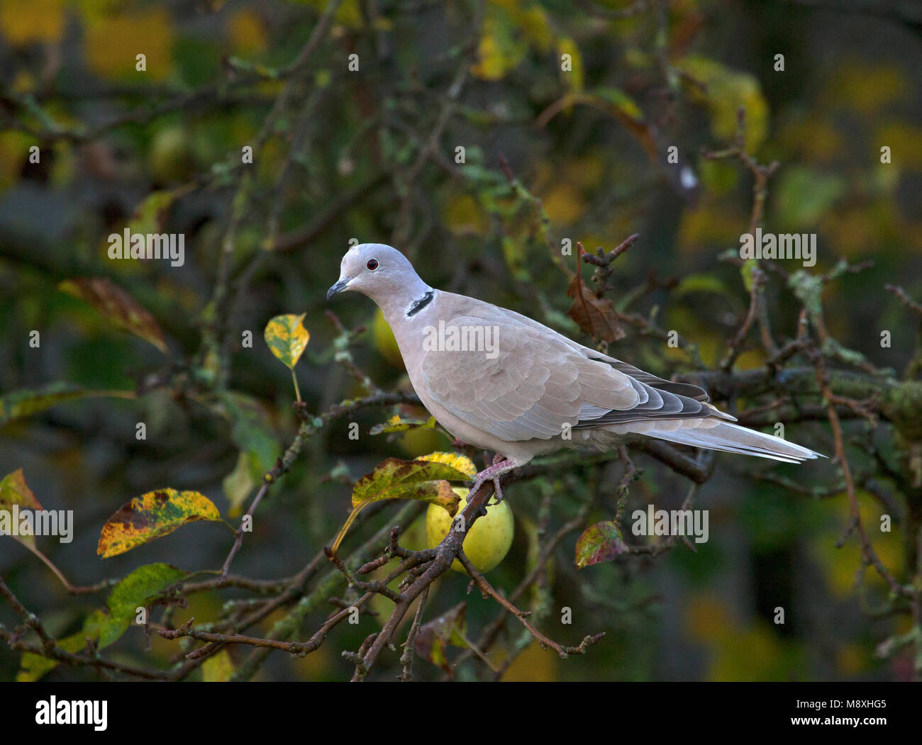 Turkse tortel hi-res stock photography and images - Alamy