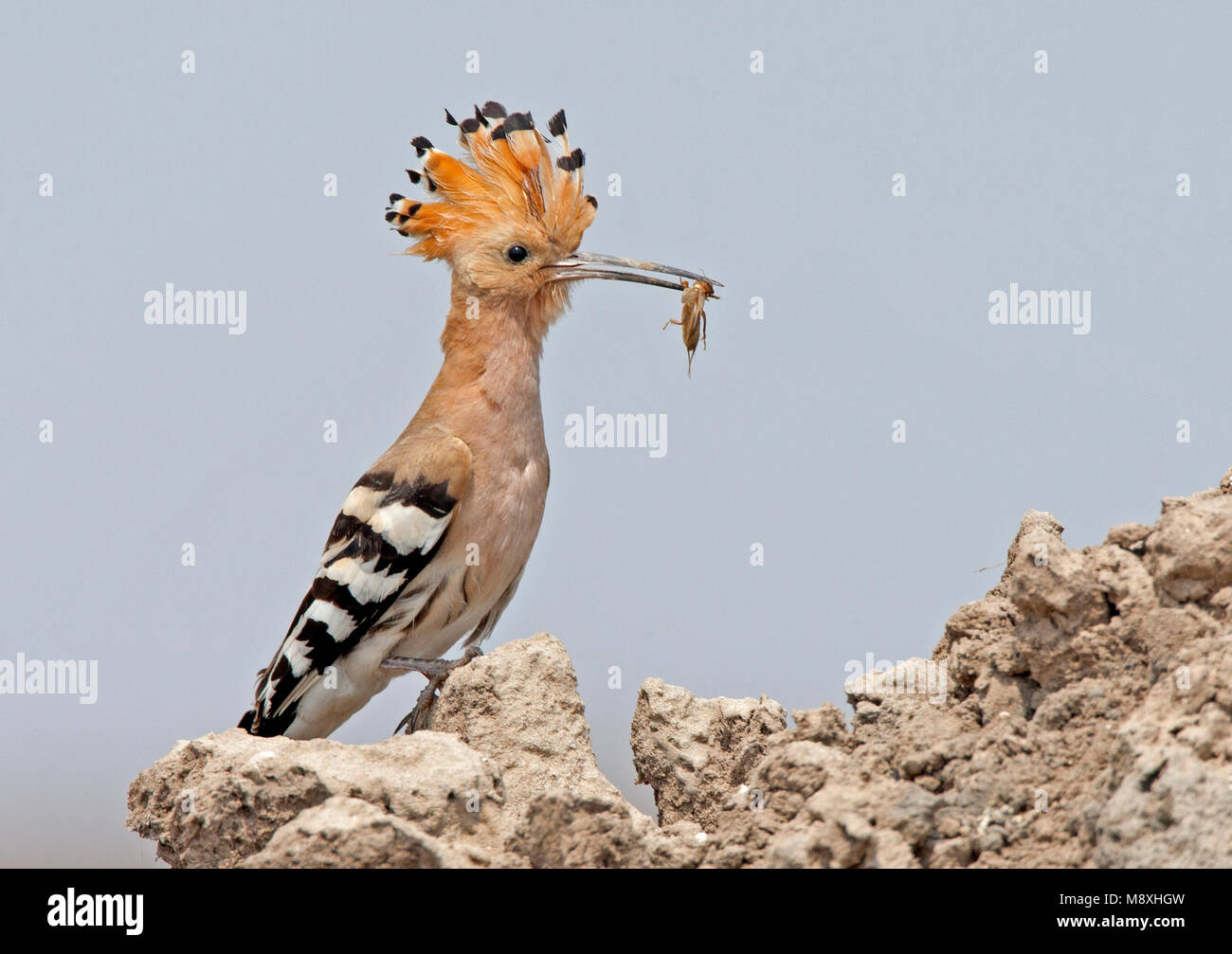 Hop met insect, Eurasian Hoopoe with insect Stock Photo - Alamy