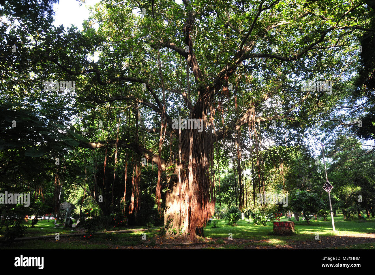 ramna park in Dhaka Stock Photo - Alamy