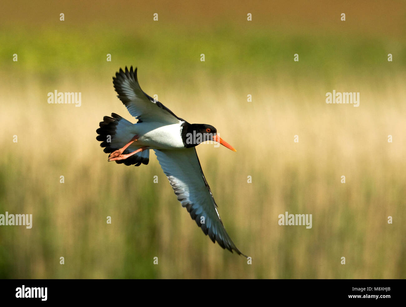 Scholekster vliegend; Eurasian Oystercatcher flying Stock Photo - Alamy