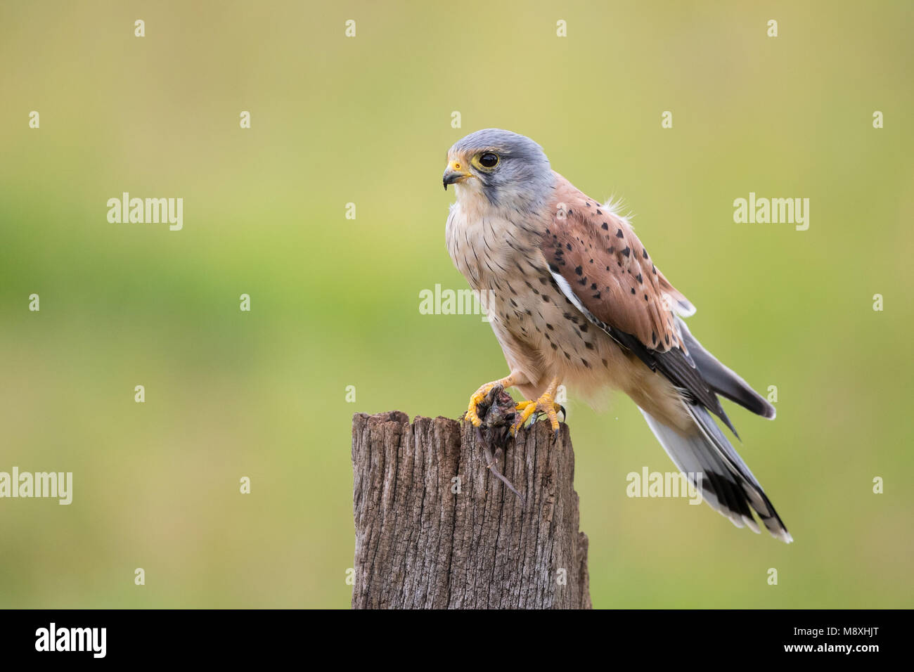 Yellow bird of prey talons hi-res stock photography and images - Alamy