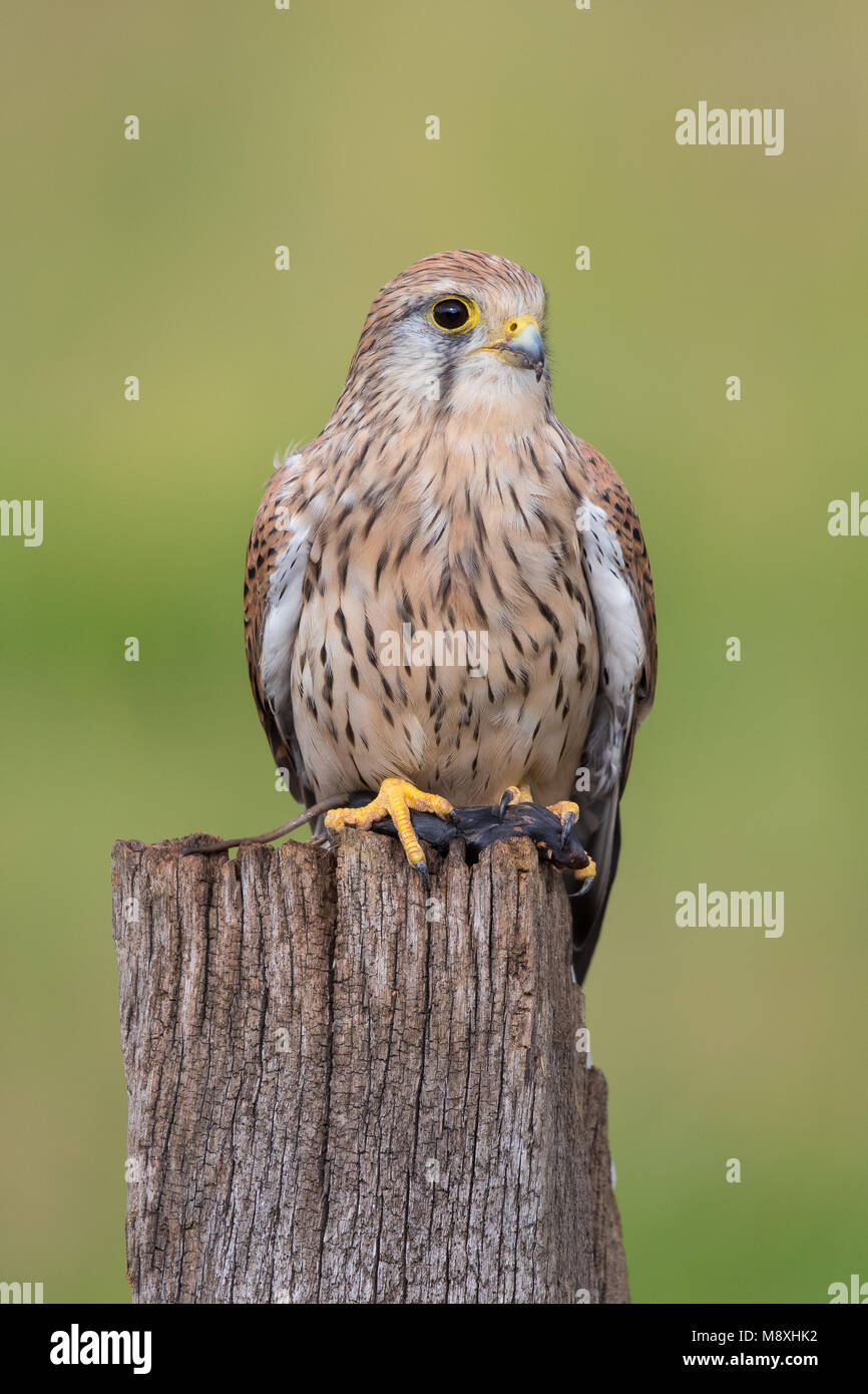 Perched female kestrel with a mouse in her talons Stock Photo - Alamy